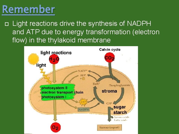 PHOTOSYNTHESIS LIGHT REACTIONS Pigments substances that absorb light