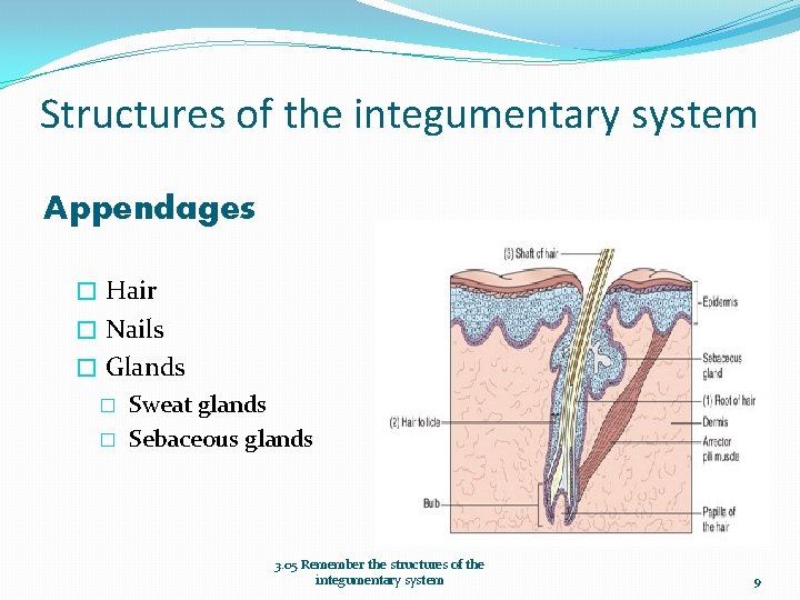 3 05 Remember the structures of the Integumentary