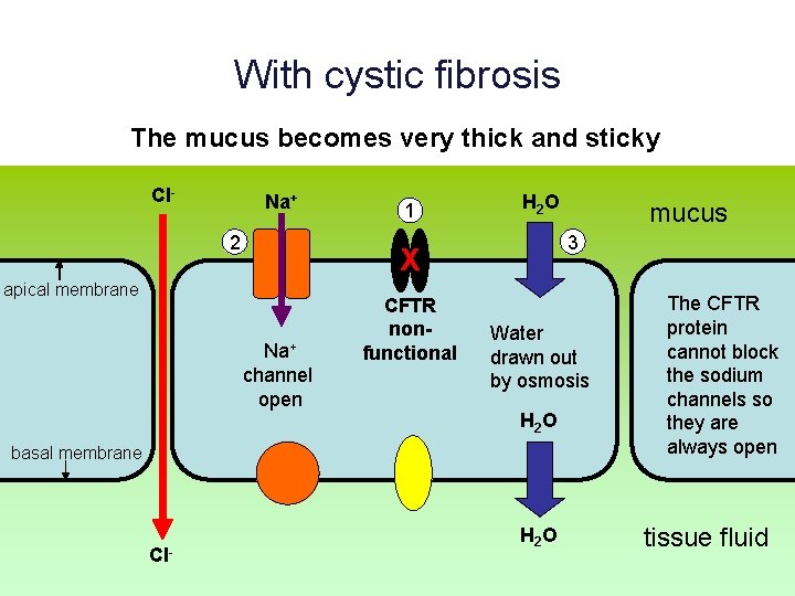 Learning Objectives January 2022 What Causes Cystic Fibrosis