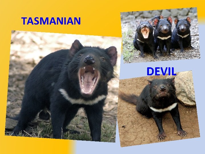 TASMANIA Basic facts named after Abel Tasman a