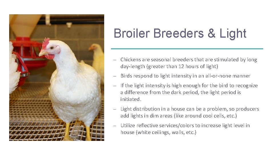 POULTRY SCIENCE Broiler Breeders Unit 10 Poultry Science