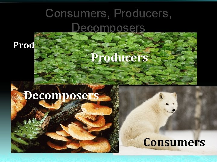 Energy Flow Models Food Chain Food Web Food