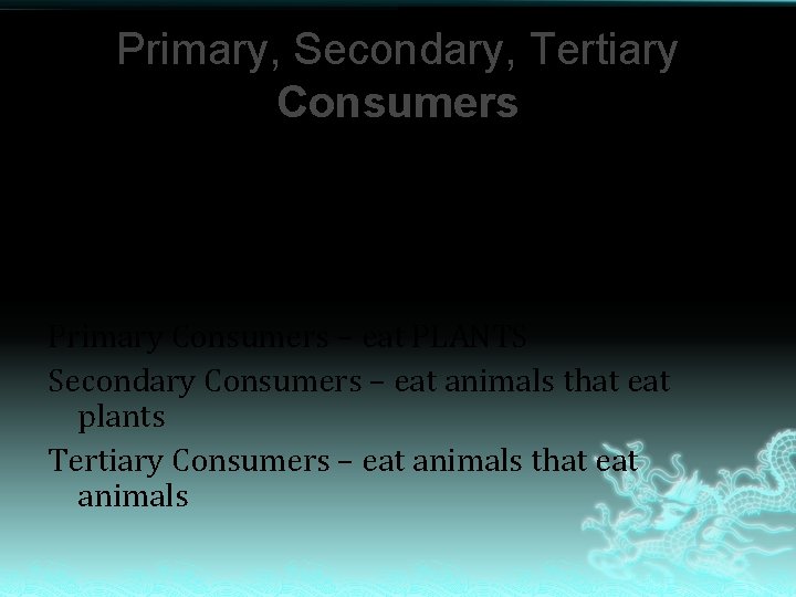 Energy Flow Models Food Chain Food Web Food