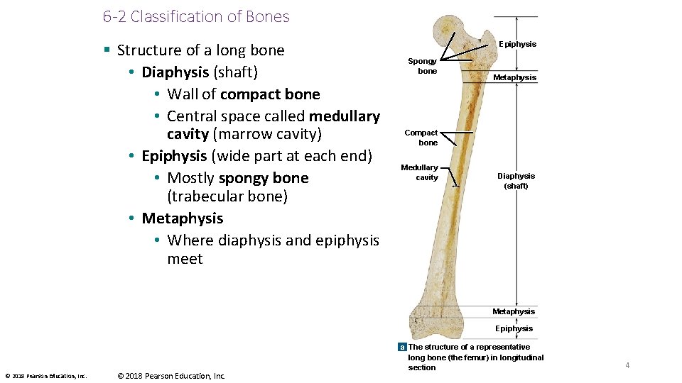 a Sutural Bones d Flat Bones Flat bones