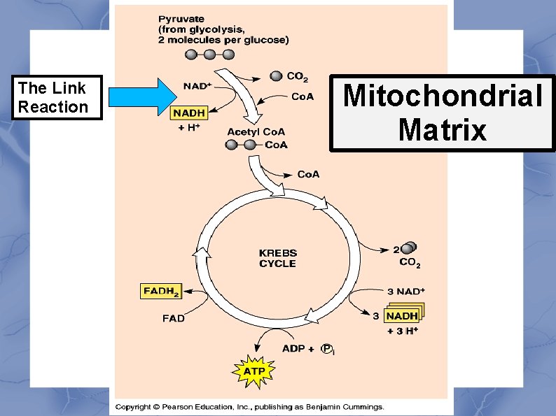 The Krebs Cycle Electron Transport AFTER GLYCOLYSIS 90