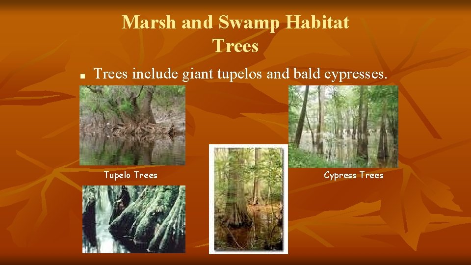 Marsh Swamp Habitat The Okefenokee Swamp is in