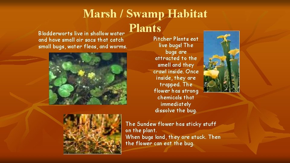 Marsh Swamp Habitat The Okefenokee Swamp is in