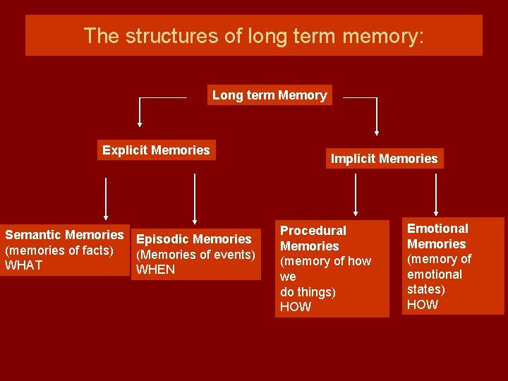 Memory The Brain THE IB SYLLABUS SAYS Explain