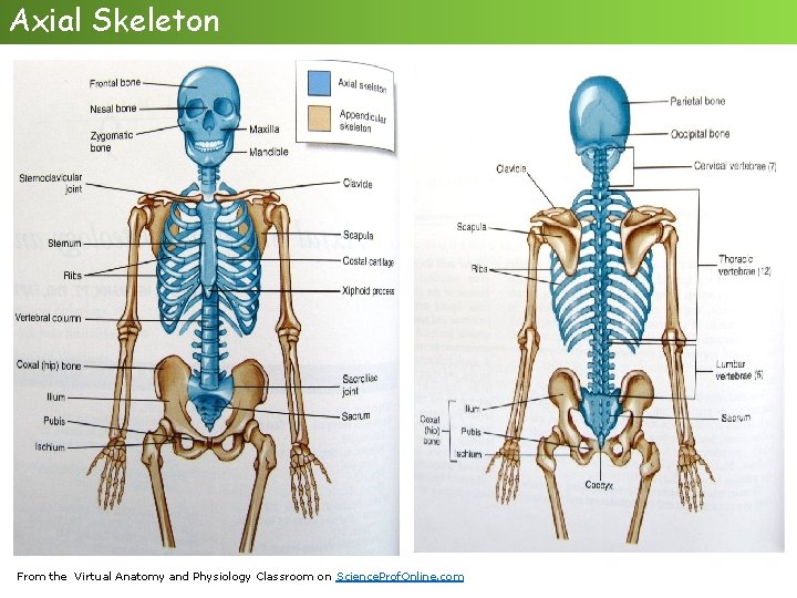 About Science Prof Online Power Point Resources Science