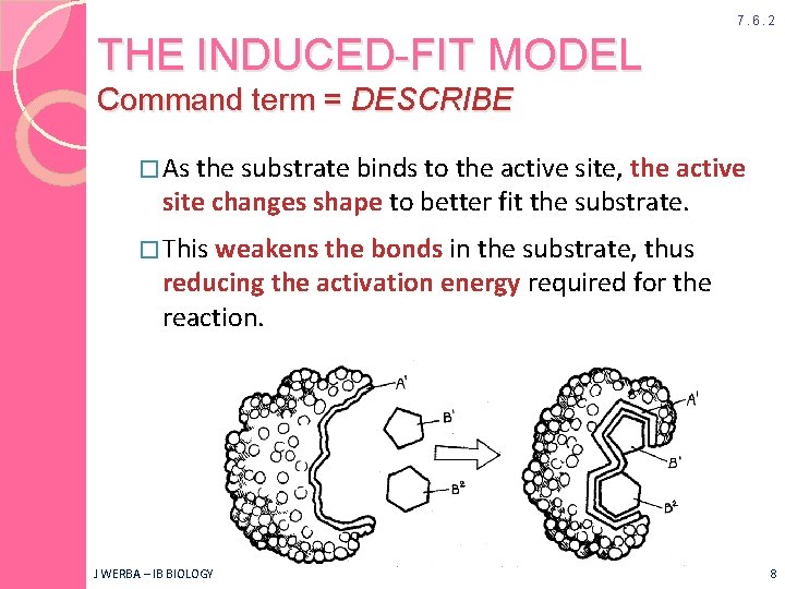 ENZYMES AHL Topic 7 6 IB Biology Miss