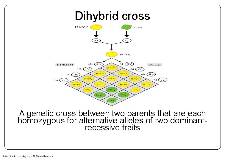 Patterns of Inheritance Picture Vocabulary B 3 B