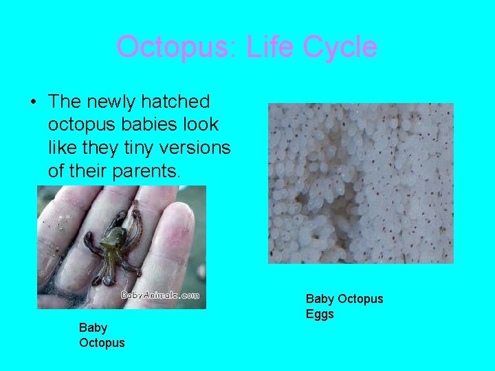 Ocean Biome A Power Point presentation by Elaine