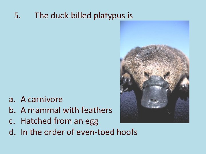 Mammals Chapter 7 Powerpoint created shared by Jamie
