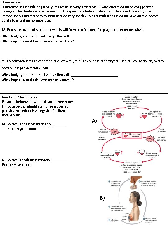 Body Systems and Homeostasis Unit Review Name Date
