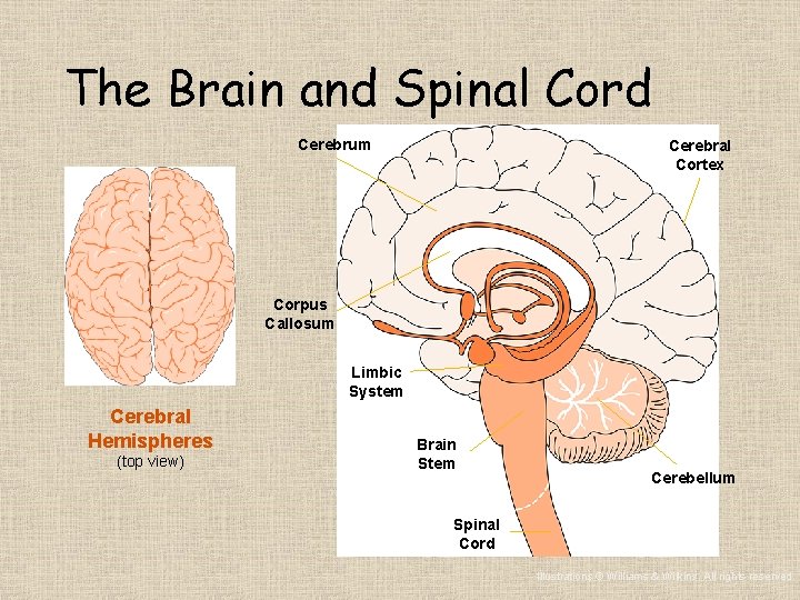The Brain What is it The Brain and