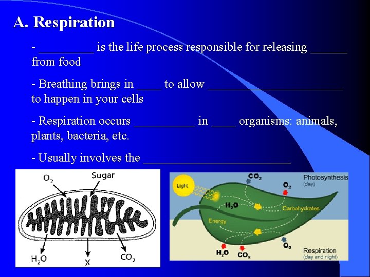 Chapter 10 Respiration Oxygen and Carbon Dioxide Movement