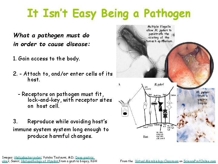 About Science Prof Online Power Point Resources Science