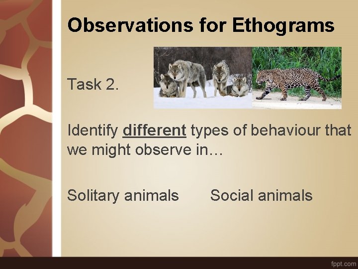 305 Animal Behaviour Communication Lesson 7 Behaviour Studies
