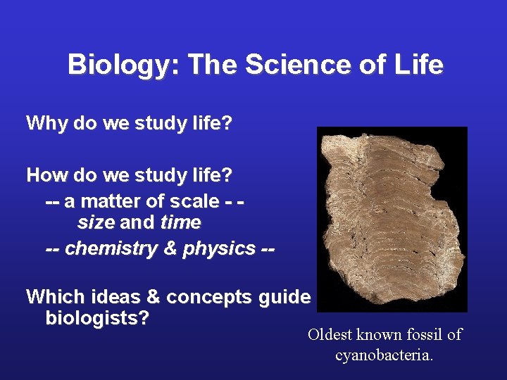 Bio 101 Introduction to Biology Janice Lapsansky MWF