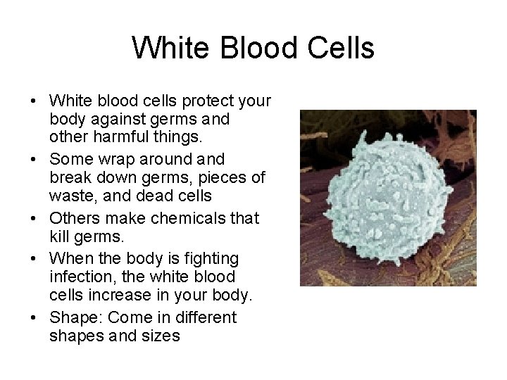 The Circulatory System By Mrs Grennell Parts of