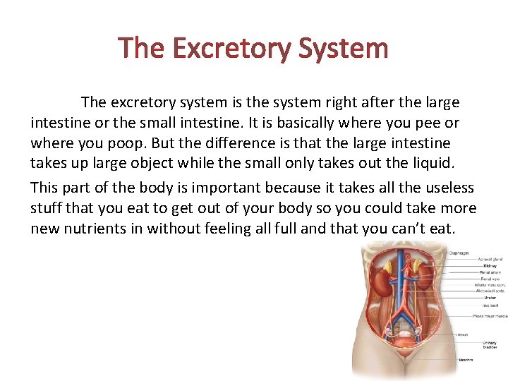The Body Table of Content Page Number The