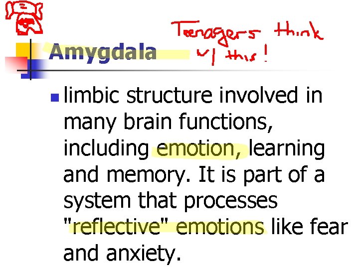 Chapter 12 The Brain Regions of the Brain