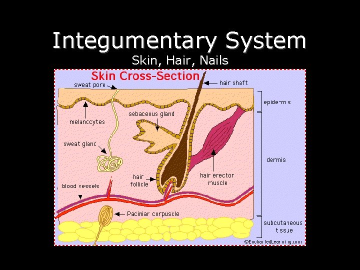 THE HUMAN BODY BODY ORGANIZATION TISSUES ORGANS CELLS