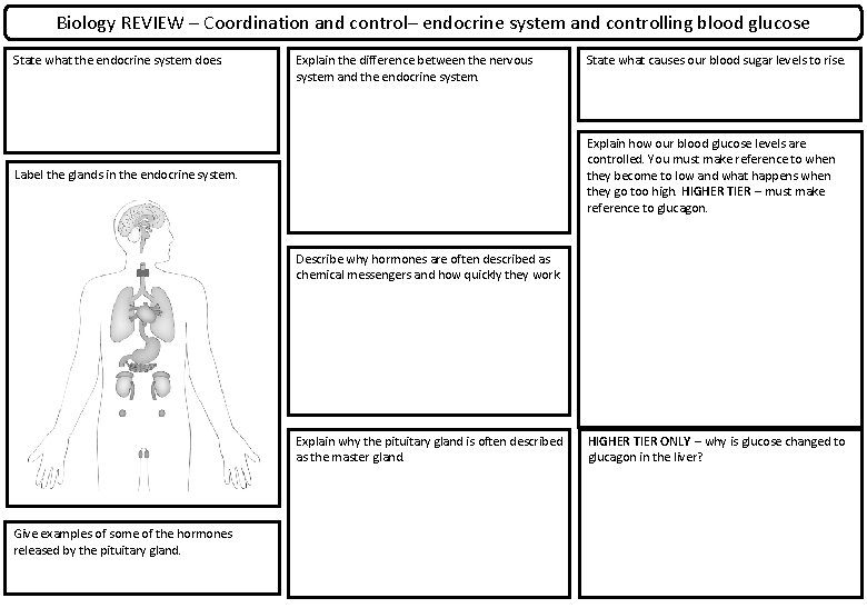 BIOLOGY REVISION The Human Nervous System Responding to