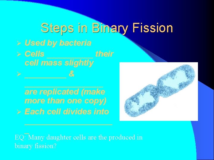 Cell Reproduction P Bacteria E Plants animals Prokaryotes