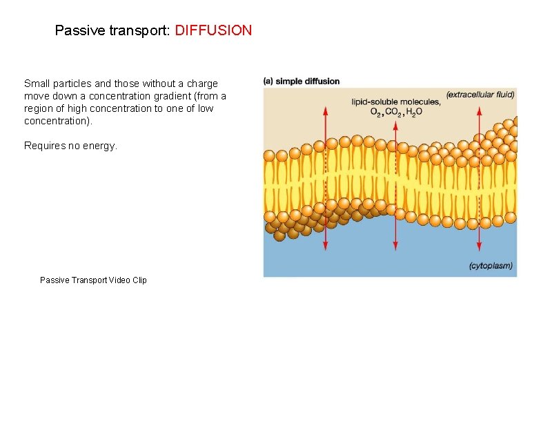 Cell Transport Cell Transport Moving substances across a