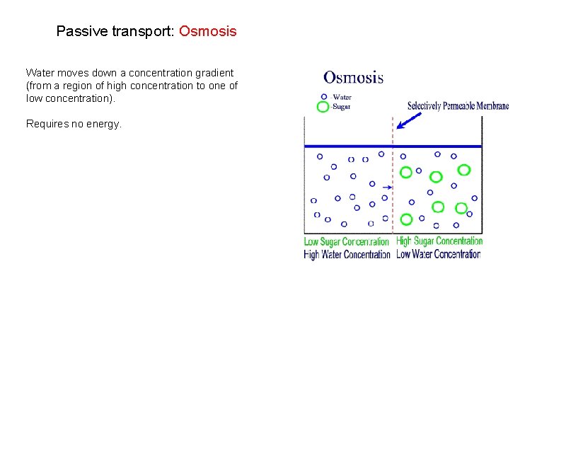 Cell Transport Cell Transport Moving substances across a