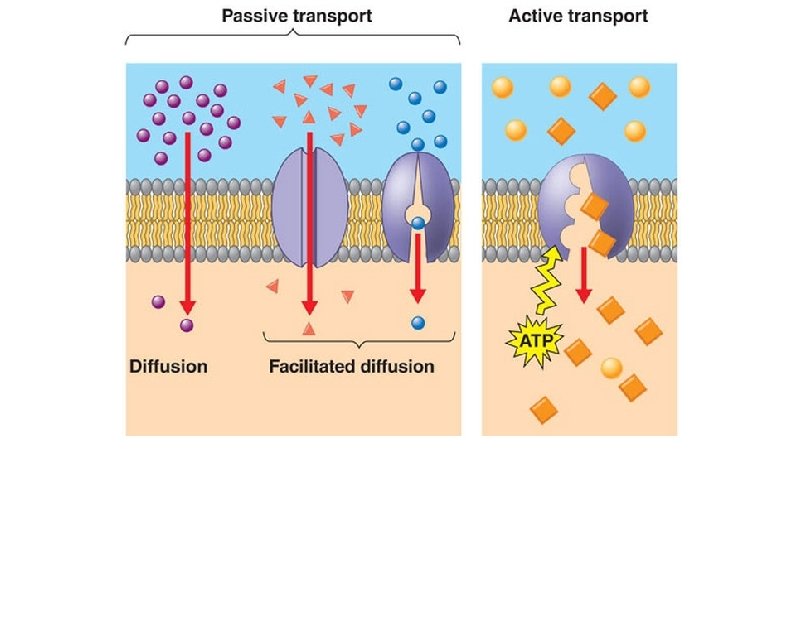 Cell Transport Cell Transport Moving substances across a