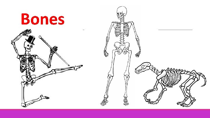 All About Me Body Systems Lets Learn About