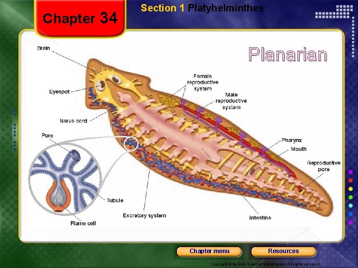 Chapter 34 Flatworms Roundworms and Rotifers Table of