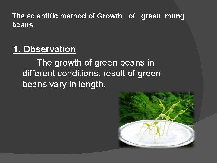 Observation Activities of Green Mung Beans GROWTH OF