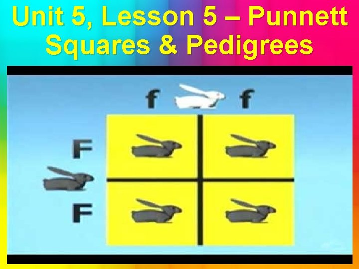Learning Objectives I can use a Punnett Square