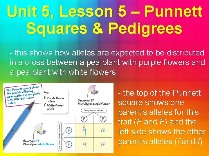 Learning Objectives I can use a Punnett Square