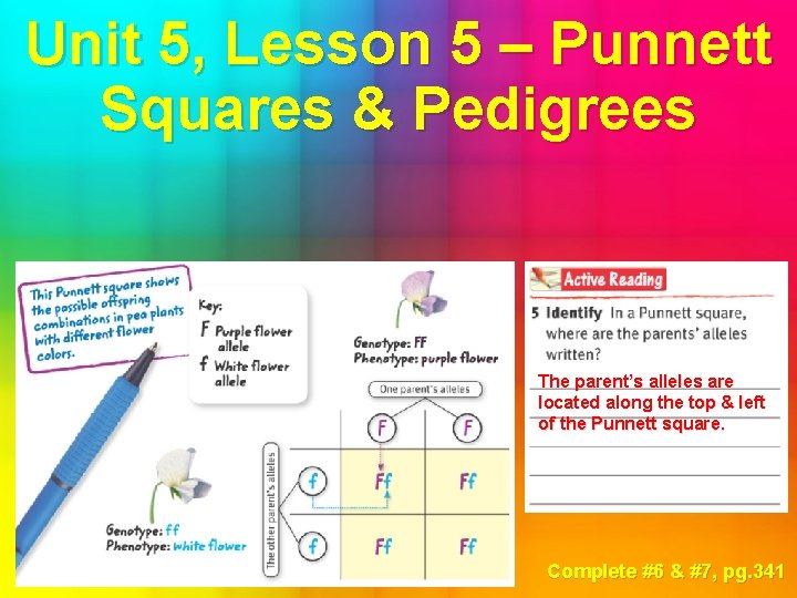 Learning Objectives I can use a Punnett Square