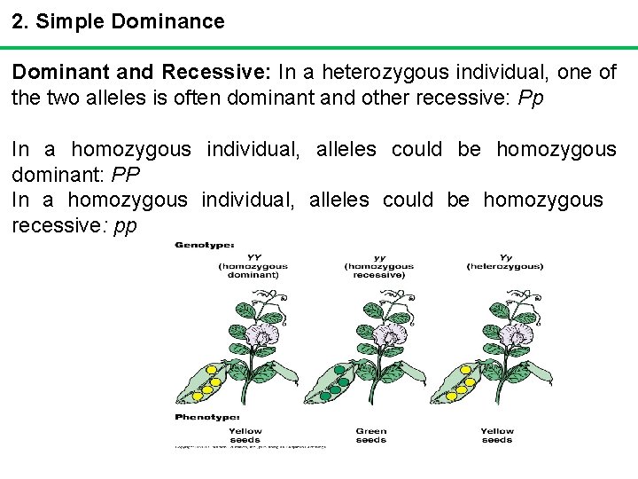LAB 10 Genetics the Principles of Mendelian Genetics