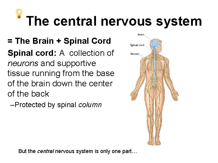 The Nervous System Neurons Nerves the Brain and
