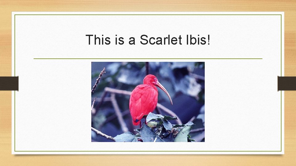 Scarlet Ibis By James Hurst This is a