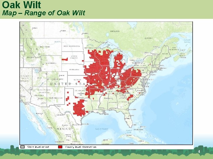 Oak Wilt Identifying Characteristics Disease caused by a