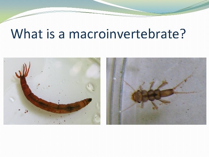 Exploring Water Quality Macroinvertebrate Identification Sections of a