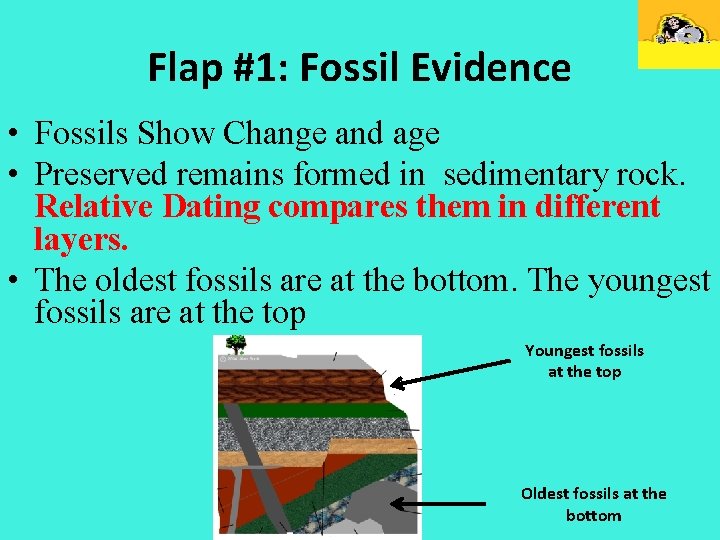 Evolution Foldables More Flap 1 Fossil Evidence Fossils