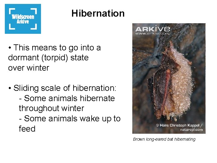 Animals over Winter How do habitats change Temperature