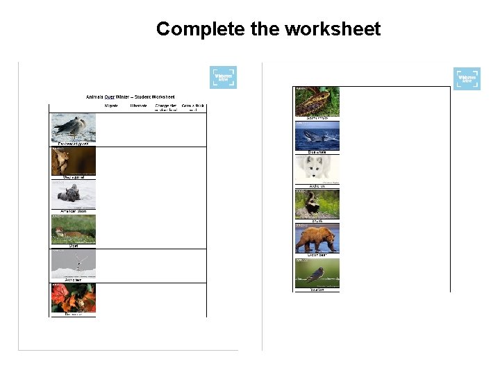 Animals over Winter How do habitats change Temperature