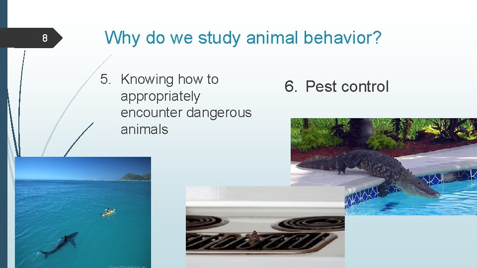 1 Introduction to Animal Behavior 2 Essential Questions