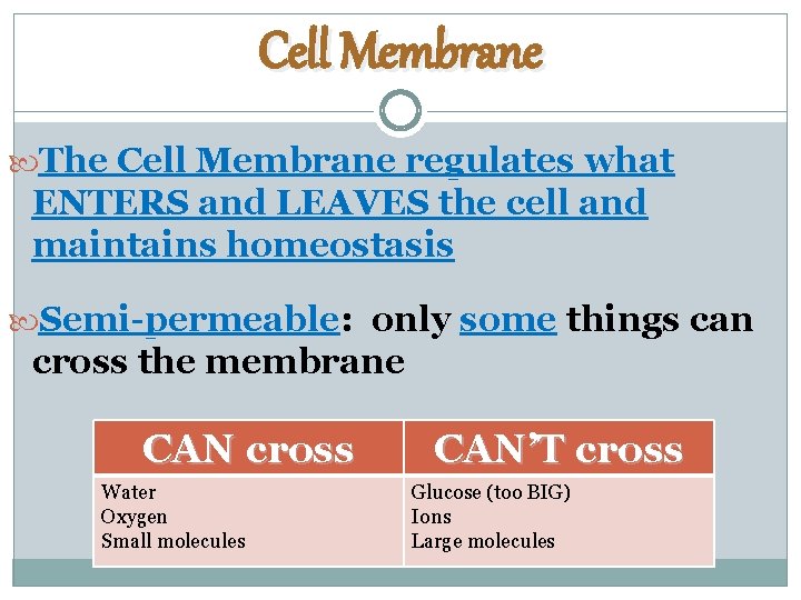 The Cell Membrane Homeostasis Homeostasis The ability to