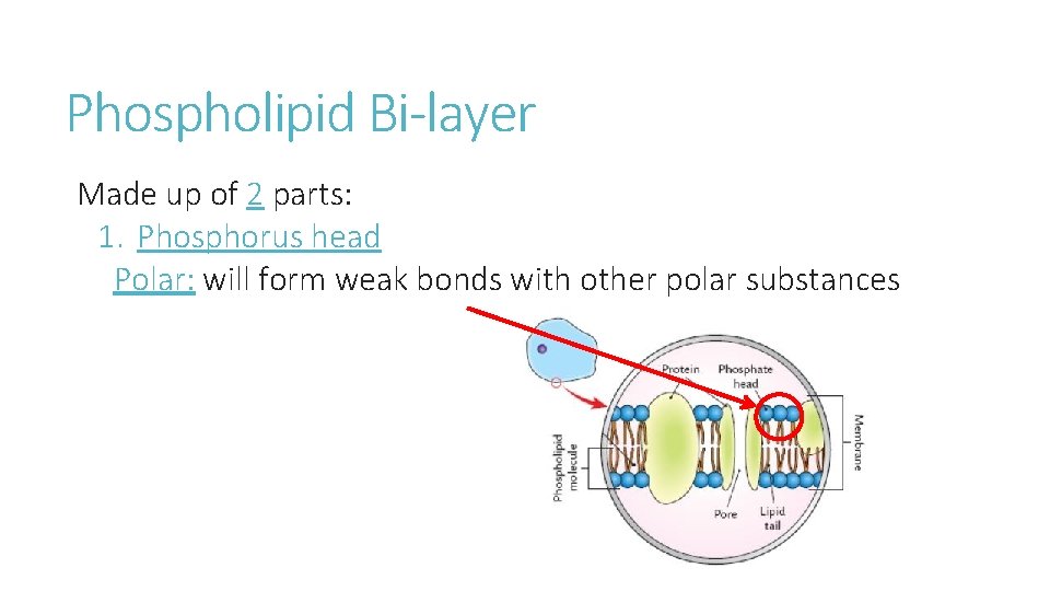 Unit 4 Cells 4 3 Cell Membrane https