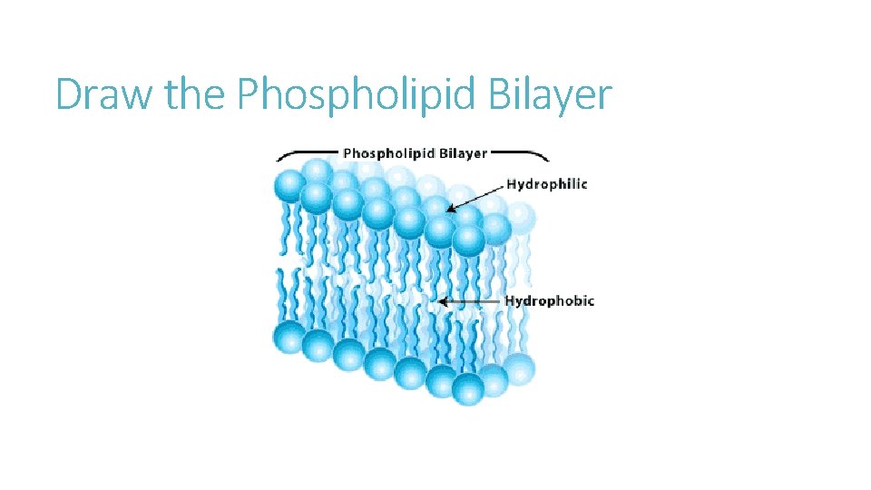 Unit 4 Cells 4 3 Cell Membrane https